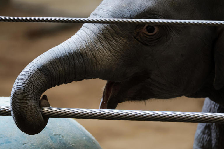 Baby elephant, rejected by her mother, forms new bond at National Zoo