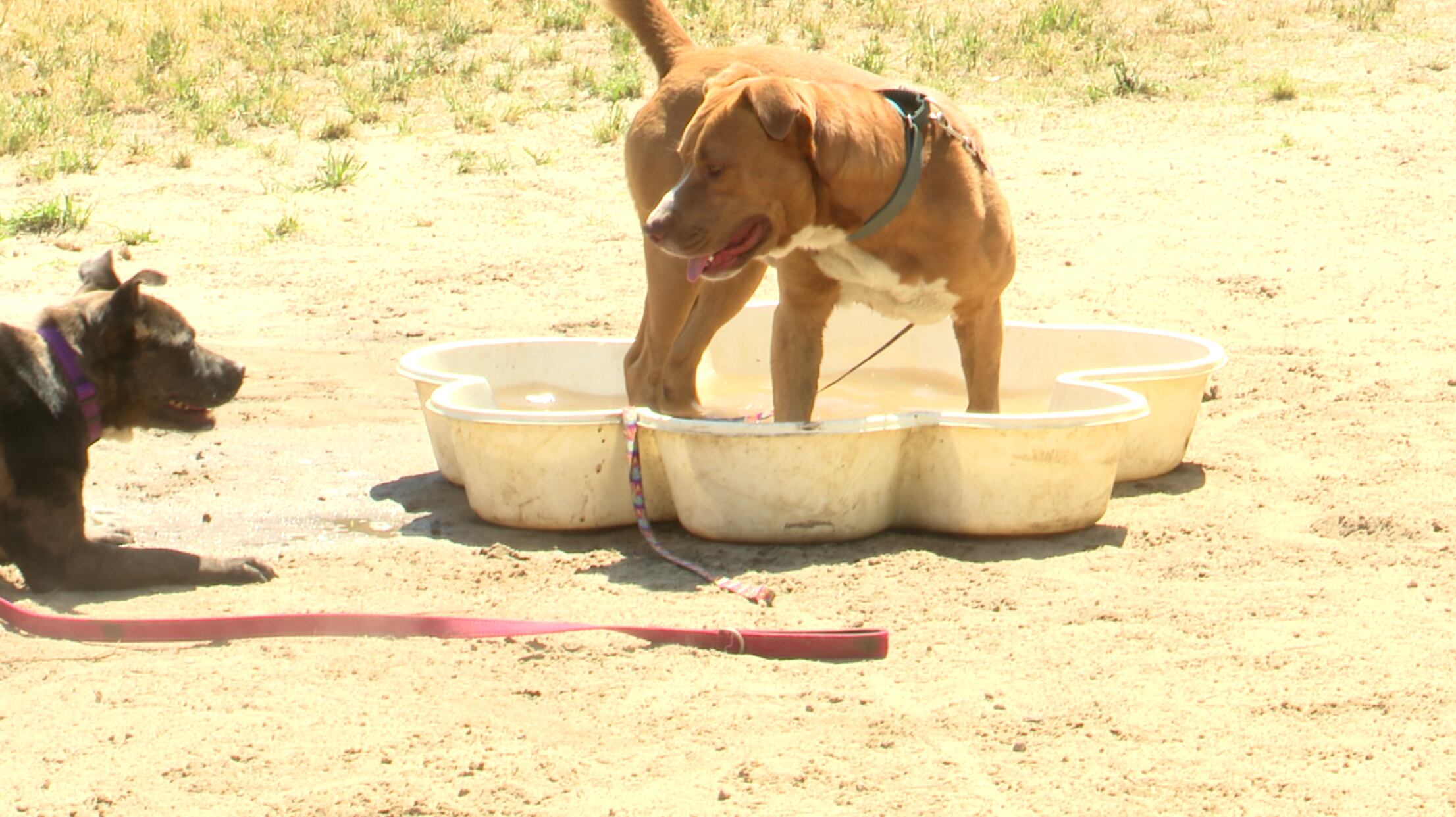 Woofstock family fun day raises funds for Aiken County Animal Shelter
