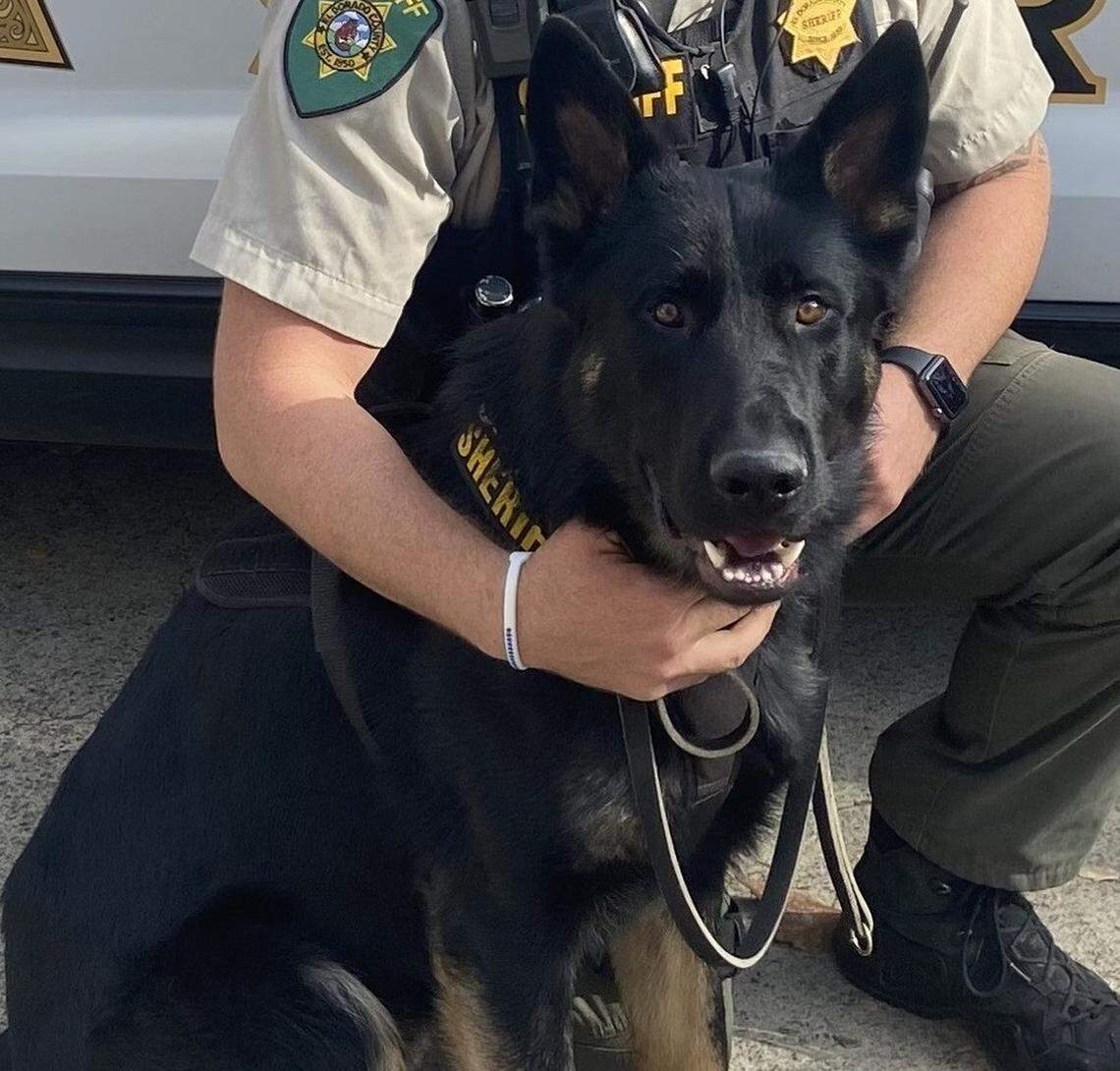 El Dorado K-9 Apollo dies suddenly after exercise session, Sheriff's ...
