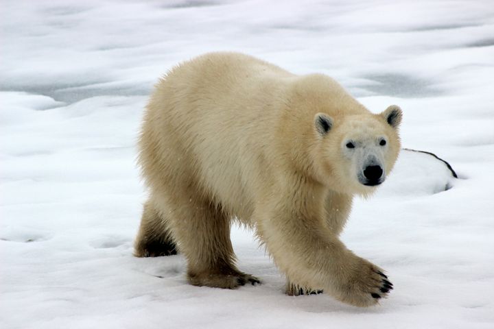Weird bear wrecks remote cabin, baffling scientists