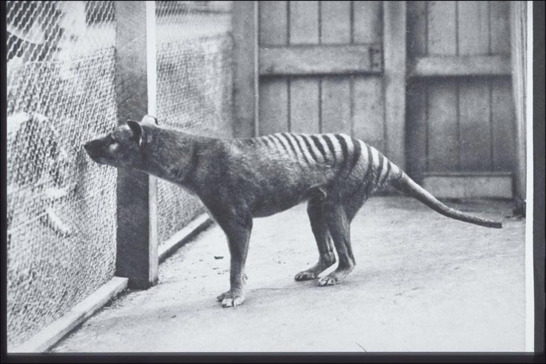 Was "Benjamin" the last ever thylacine? The real story isn't so simple