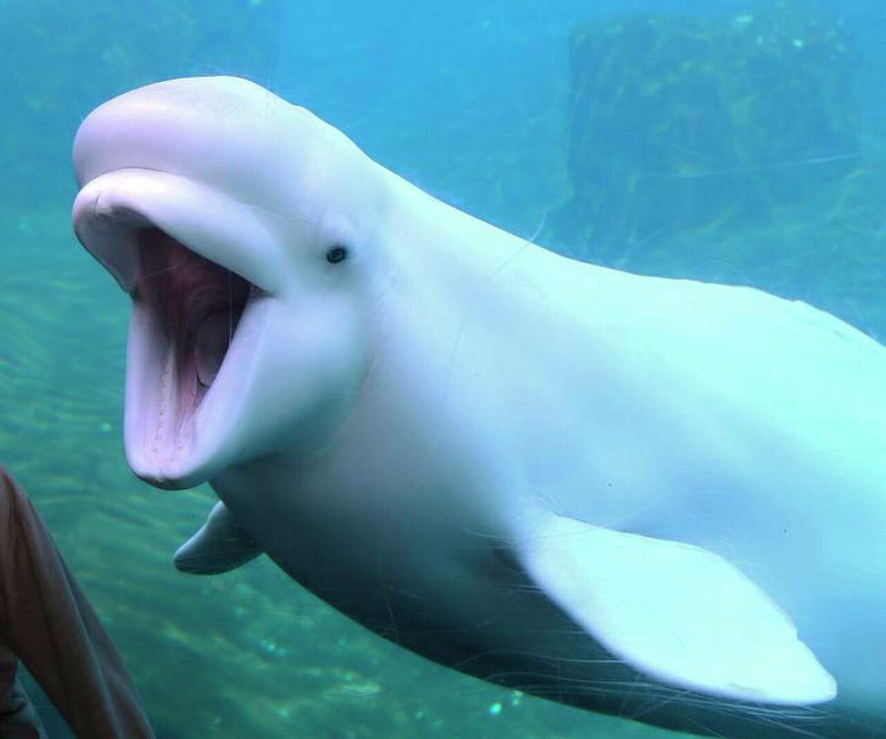 Mystic Aquarium, Maritime Aquarium are back in the running for USA ...