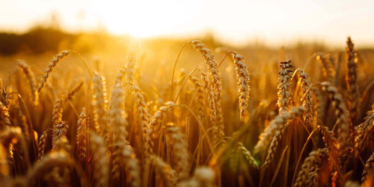 Grain is losing ground in Russia’s farm exports