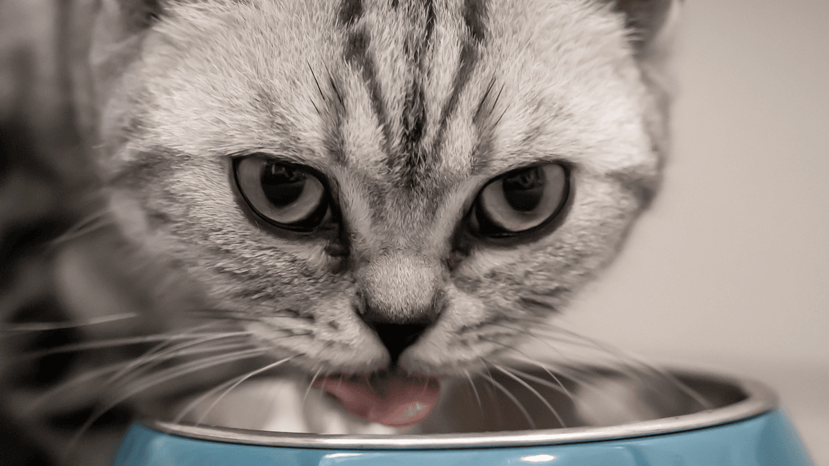 9 foods you should never give your cat because they are poisonous (and ...