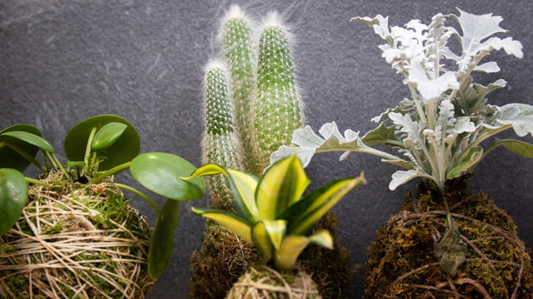 No more plant pots: This ancient technique turns houseplants into ...