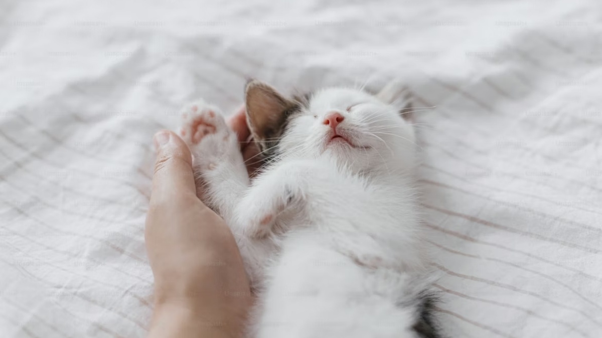 10 signs your cat loves you more than you imagine (would risk ...
