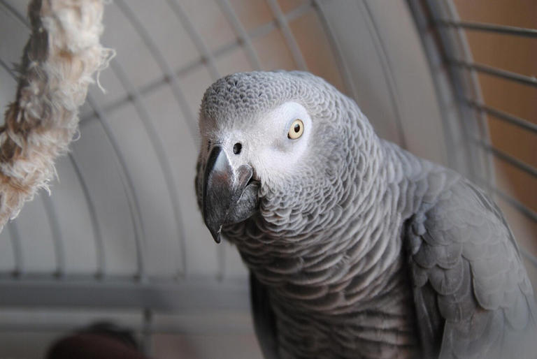 Parrots are not just mimicking words—they use proper names like humans ...