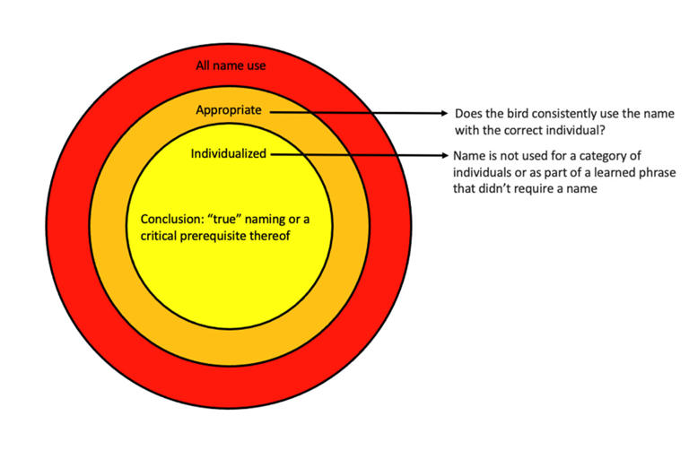 Parrots are not just mimicking words—they use proper names like humans ...