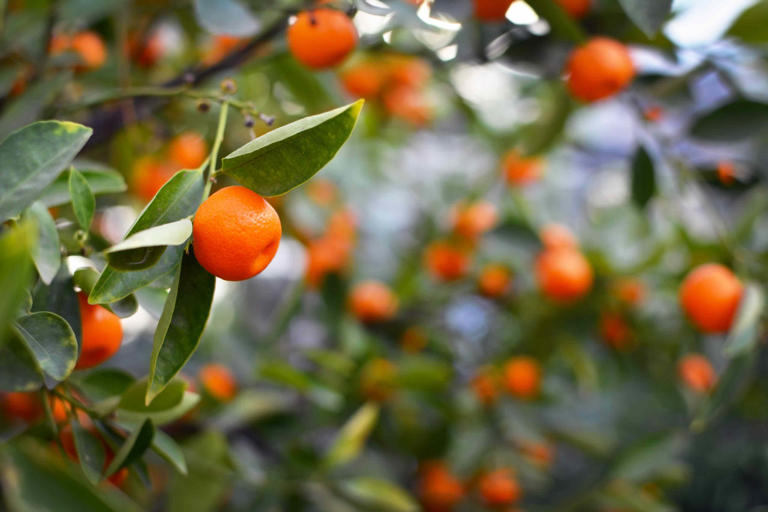 How to prune an orange tree for more fruit and better health