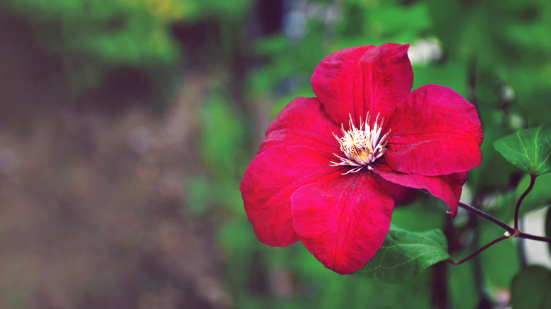 15 perennials that bloom with stunning red flowers