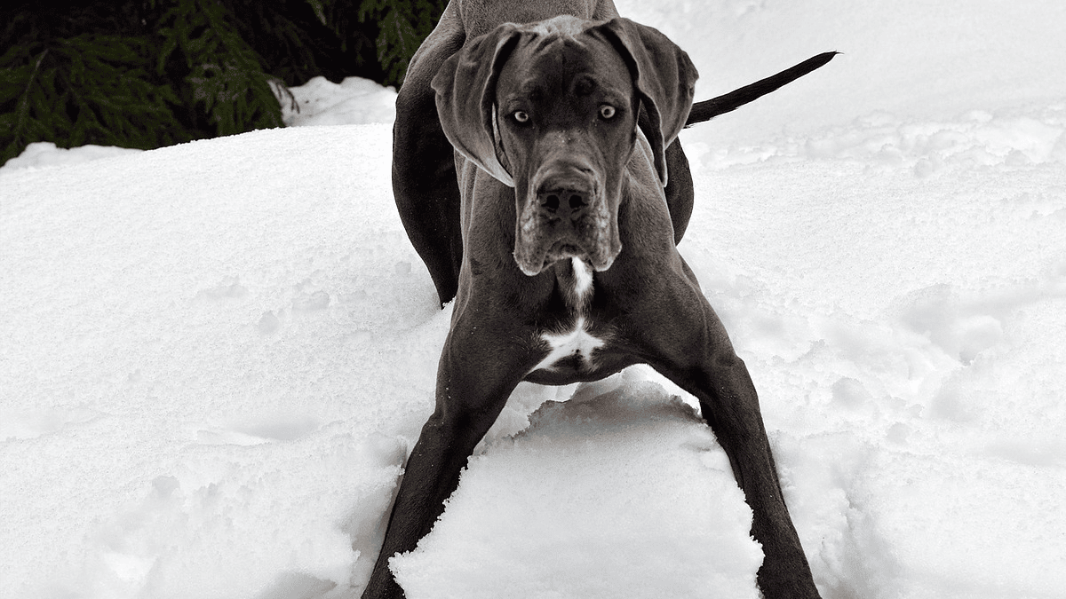 12 signs your dog is protecting you without you noticing
