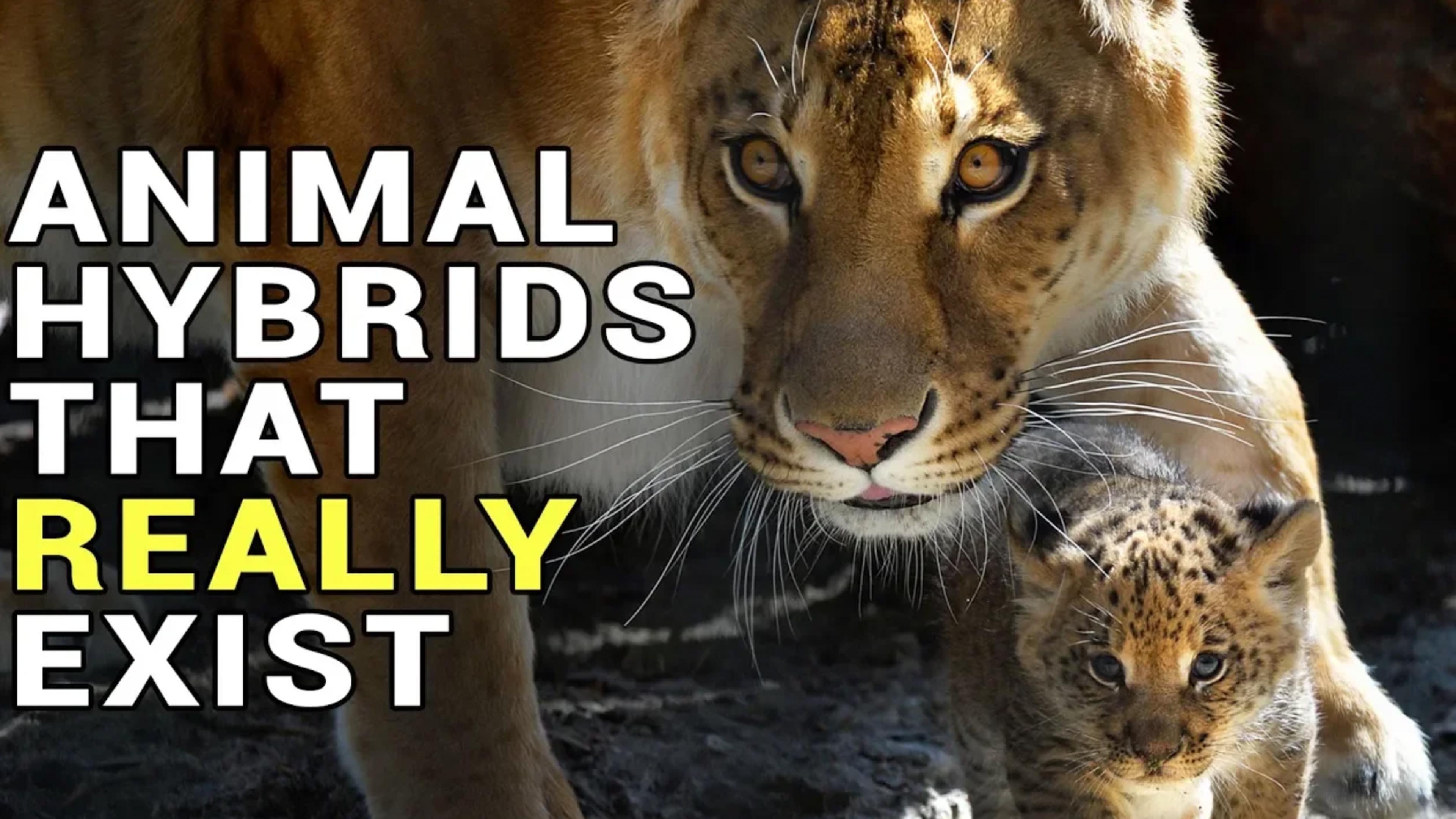 Ten unusual animal hybrids that actually exist