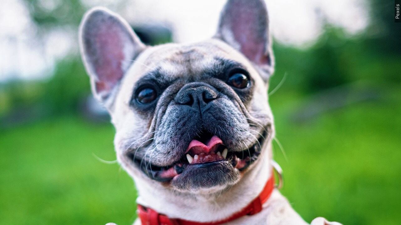 Animal rescue waives adoption fees as shelters see drop in adoptions