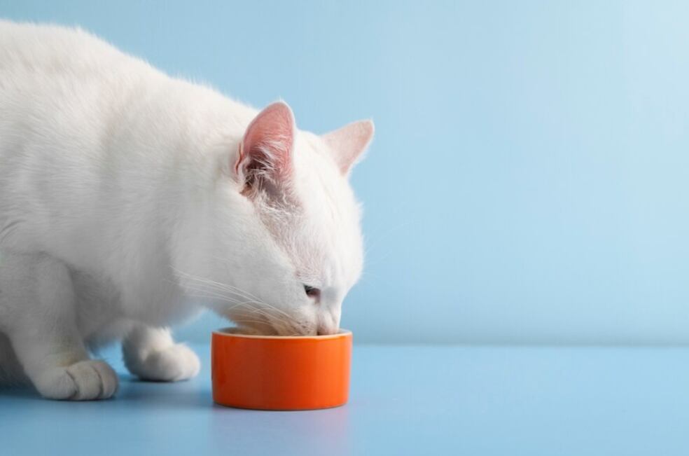 ¿Por qué su gato deja comida en el plato? Un nuevo estudio revela la razón