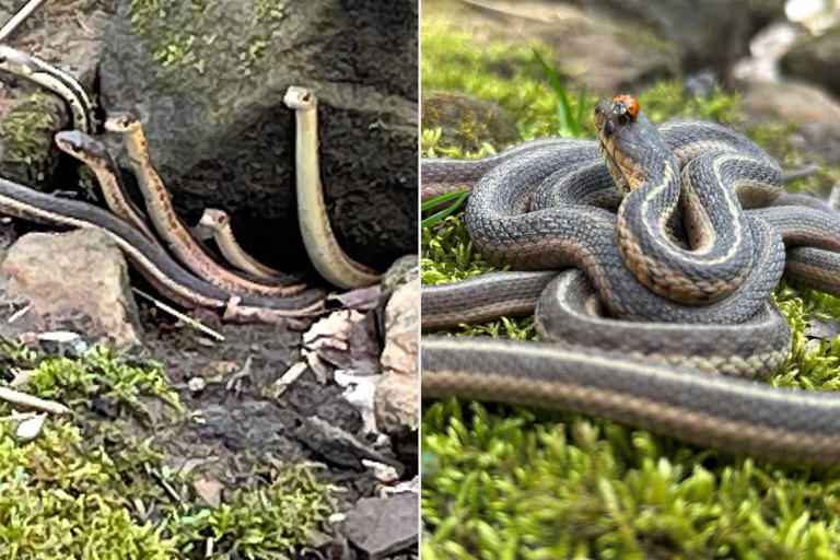 'Lucky' park worker witnesses large group of snakes emerge from ...