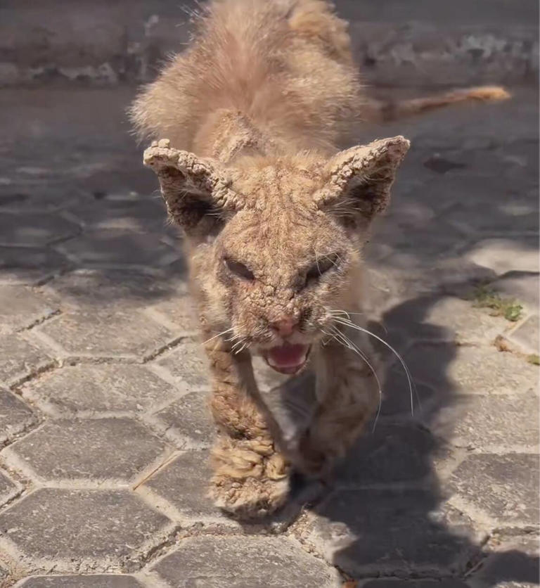 Woman rescues street cat with skin hardened into crust and watches him ...