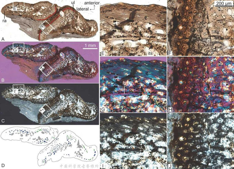 For 20 years, scientists thought these tiny fossils were miniature ...