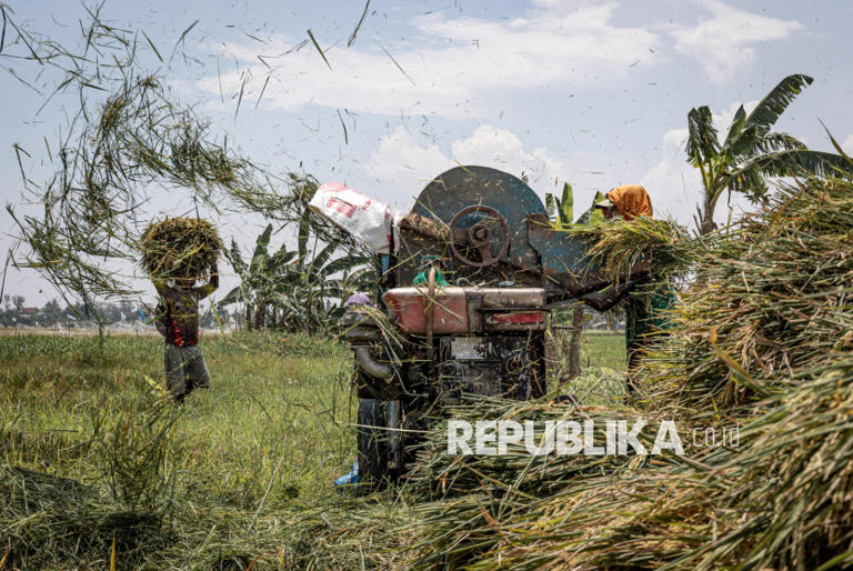 Produksi padi tembus 24 juta ton, petani ikut nikmati kenaikan NTP