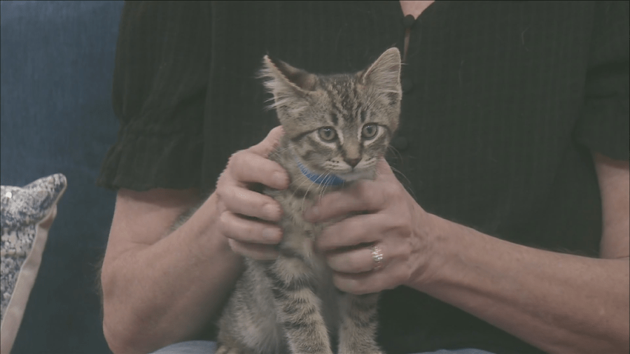 Meet the pet of the week for April 23