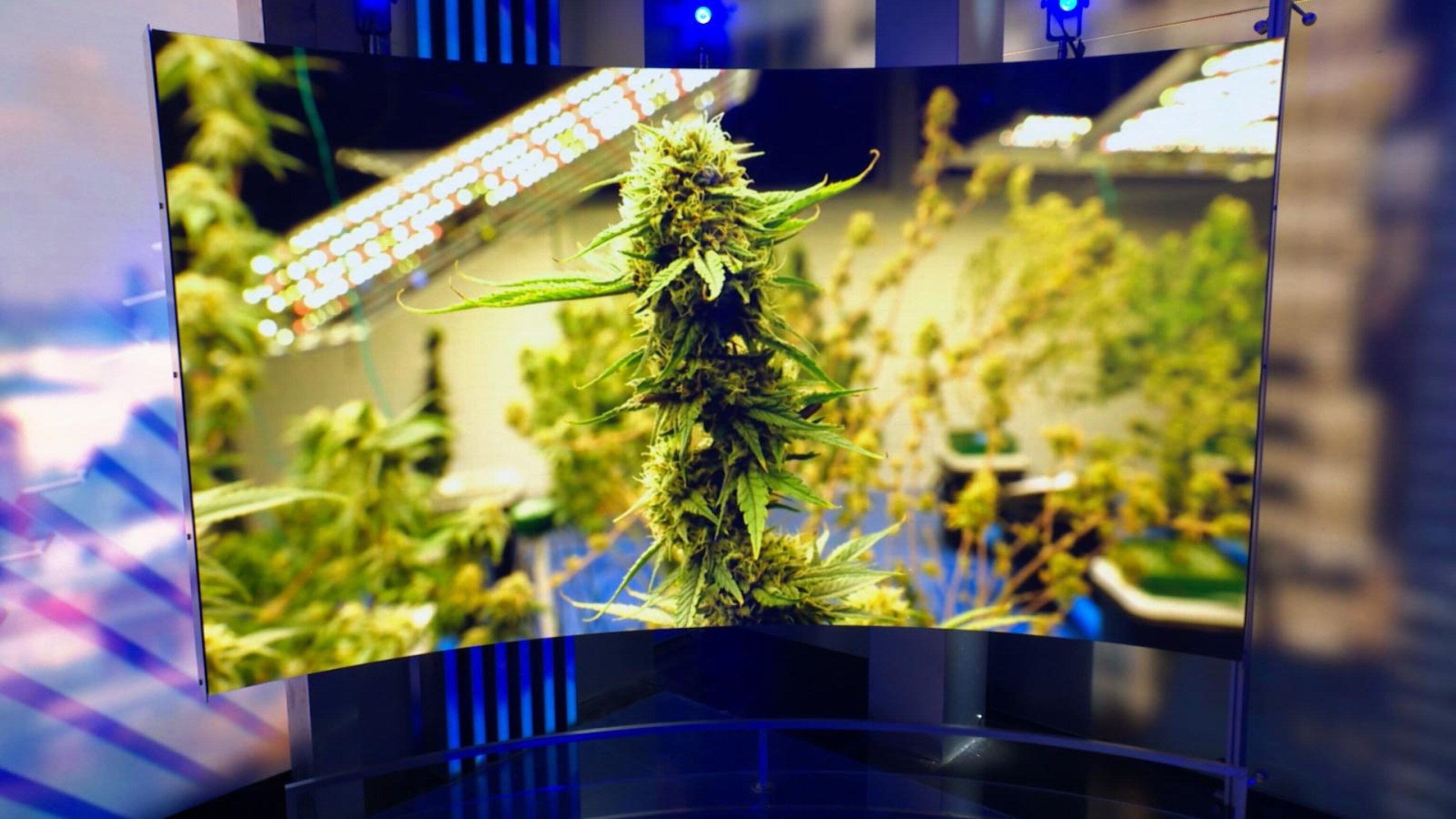 Trump administration moves to reclassify medical marijuana