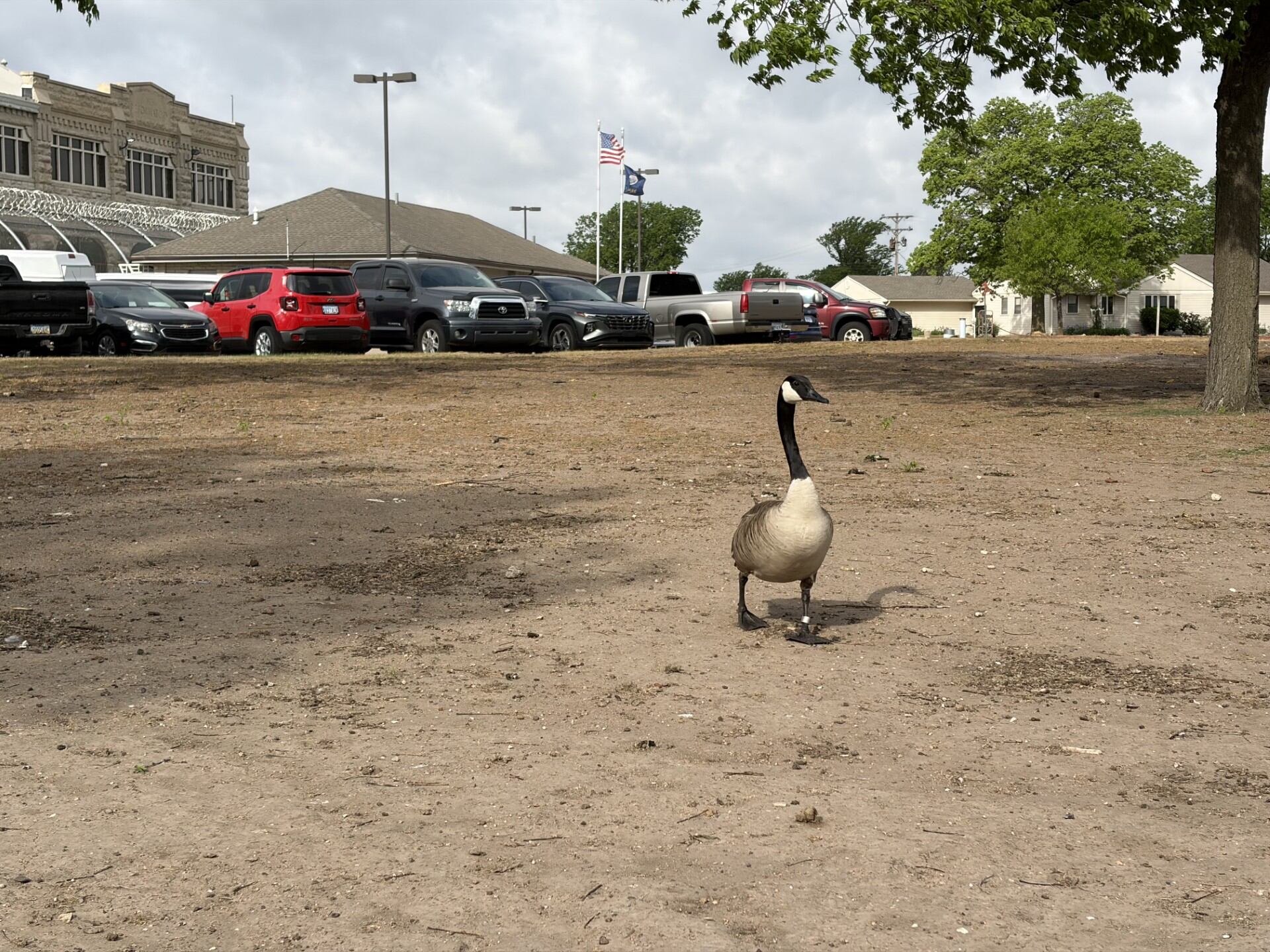 Goose problems at Hutchinson Correctional Facility causing damage ...