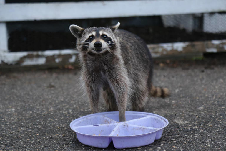 Viral raccoon rings doorbell for food and surprises owner with a ...