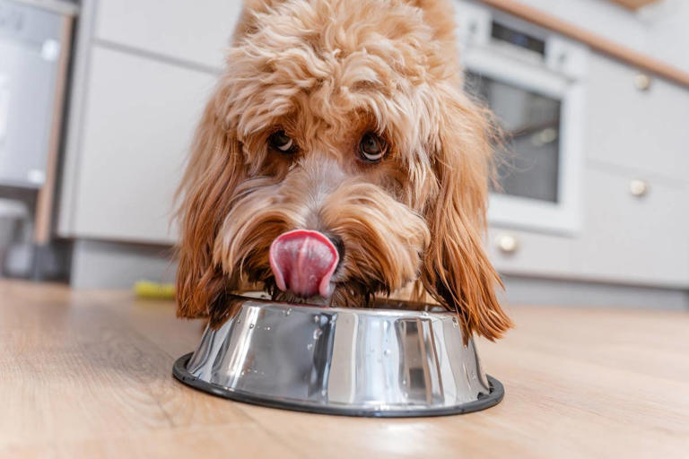 Family files lawsuit against Blue Buffalo after Goldendoodle allegedly ...