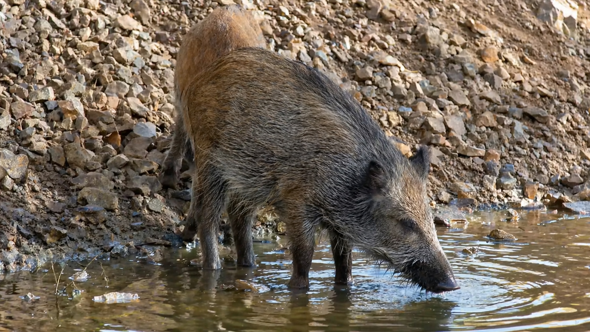This hidden camera revealed a boar’s daily routine