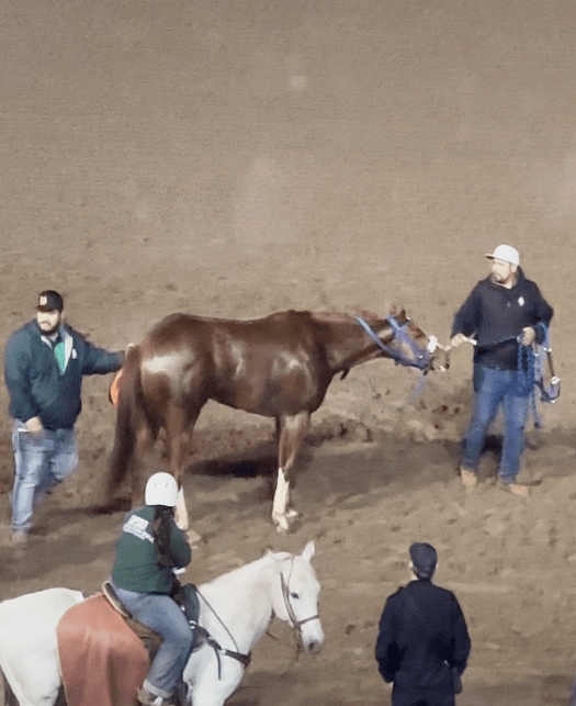 Investigation underway after horses showed signs of severe distress ...