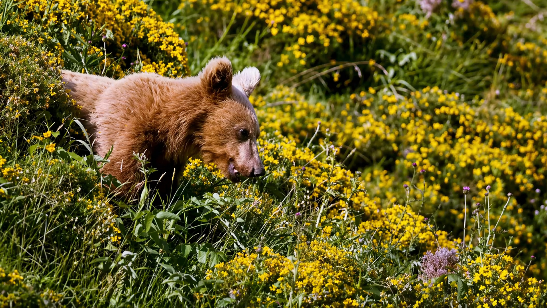 What is this bear doing in the flowers?
