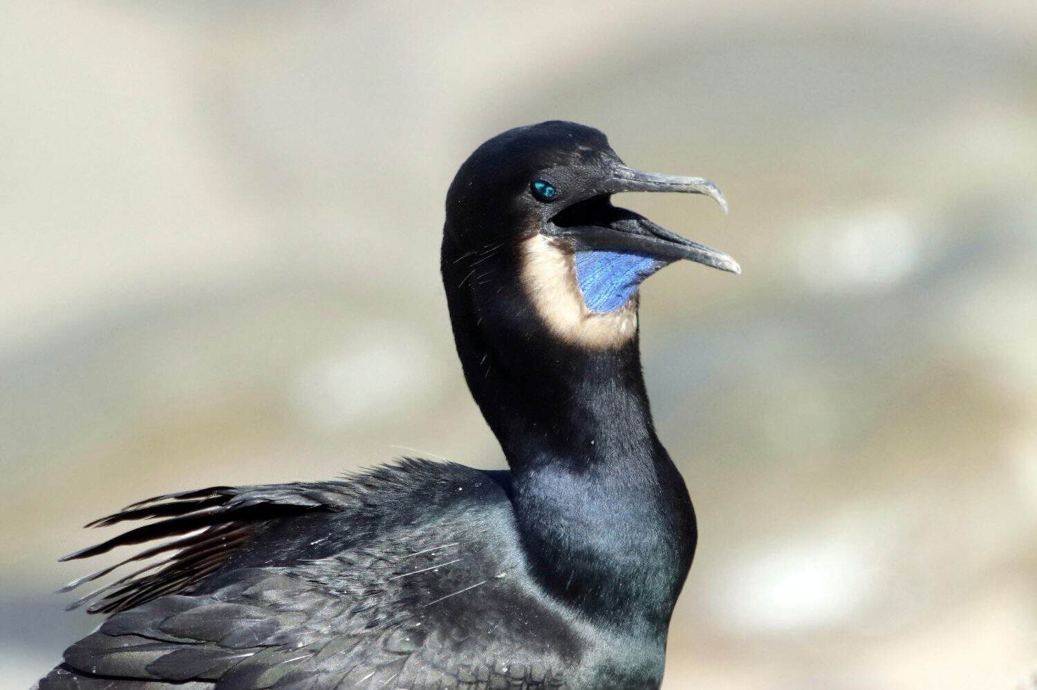Where to see tufted puffins in Washington before they disappear