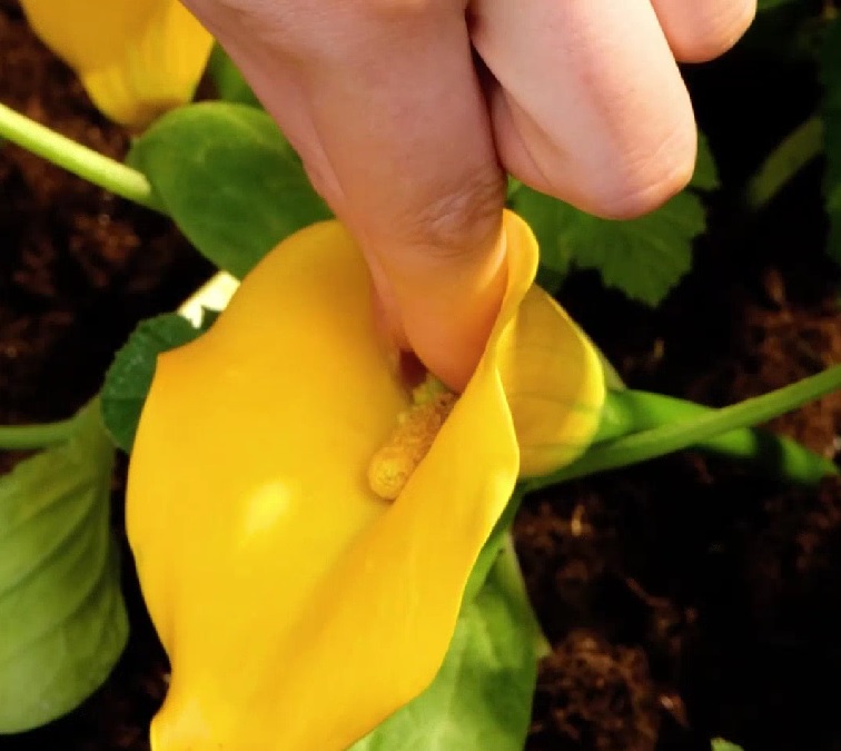 Transform your garden with these clever hacks!