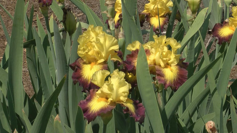 Drought cutting short annual iris bloom at Coastal Georgia Botanical ...