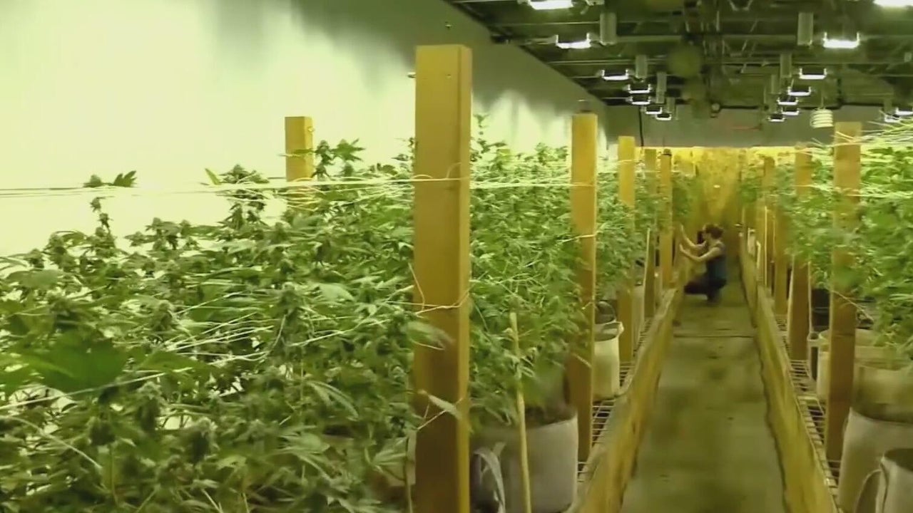 Trump administration reclassifies medical marijuana as lower-risk drug