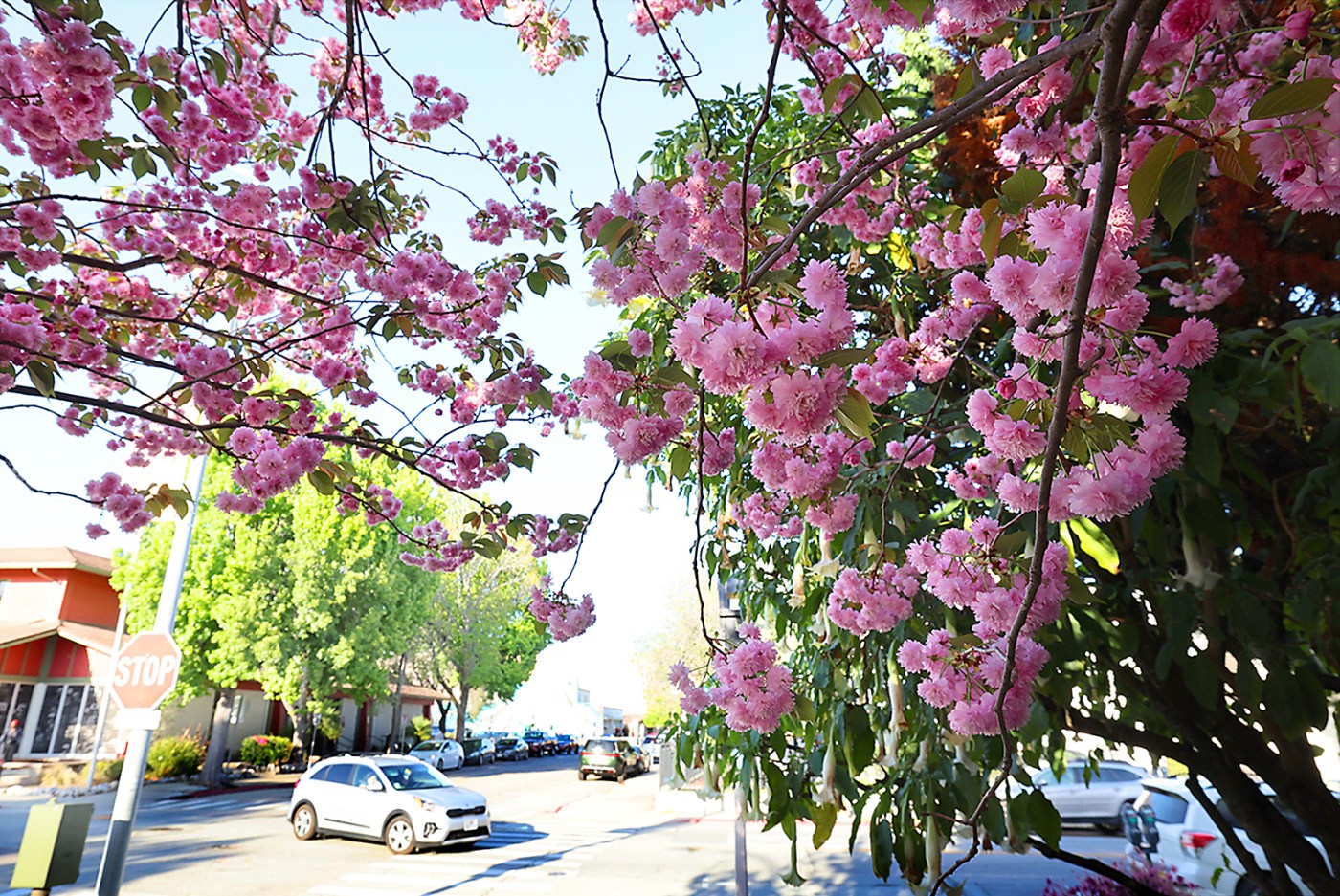 Photos | Cherry tree blooms near Santa Cruz Civic Auditorium