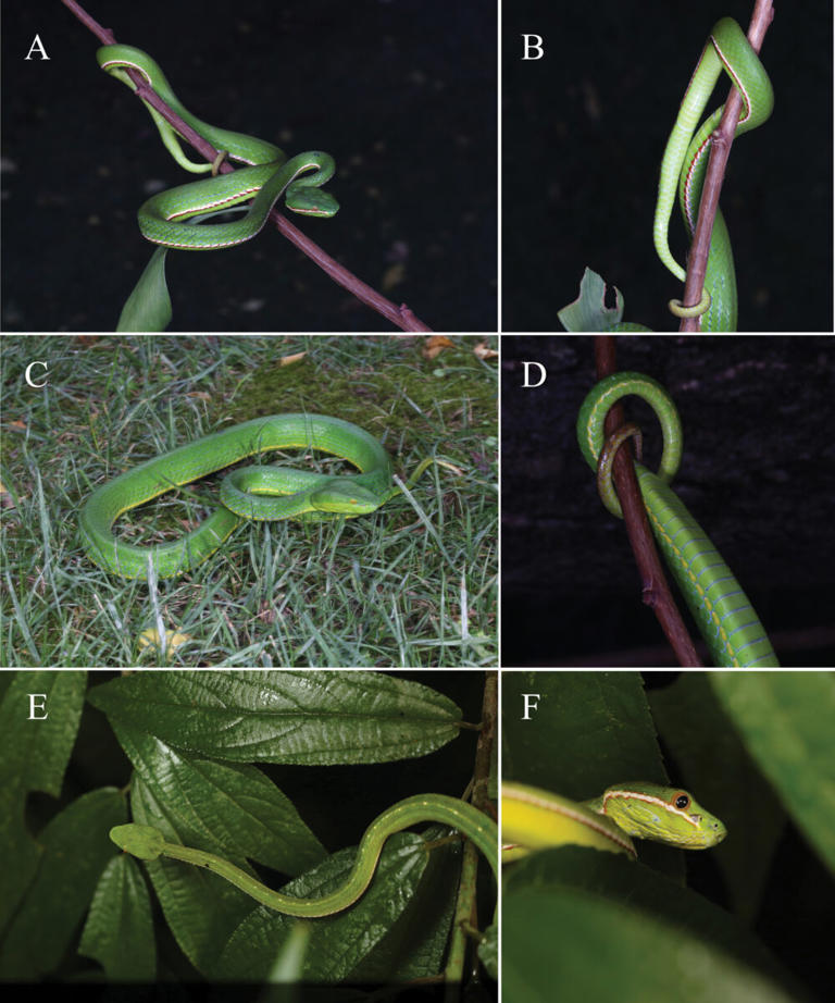 Meet the Huaxi: A deadly new snake species found deep in a Chinese ...