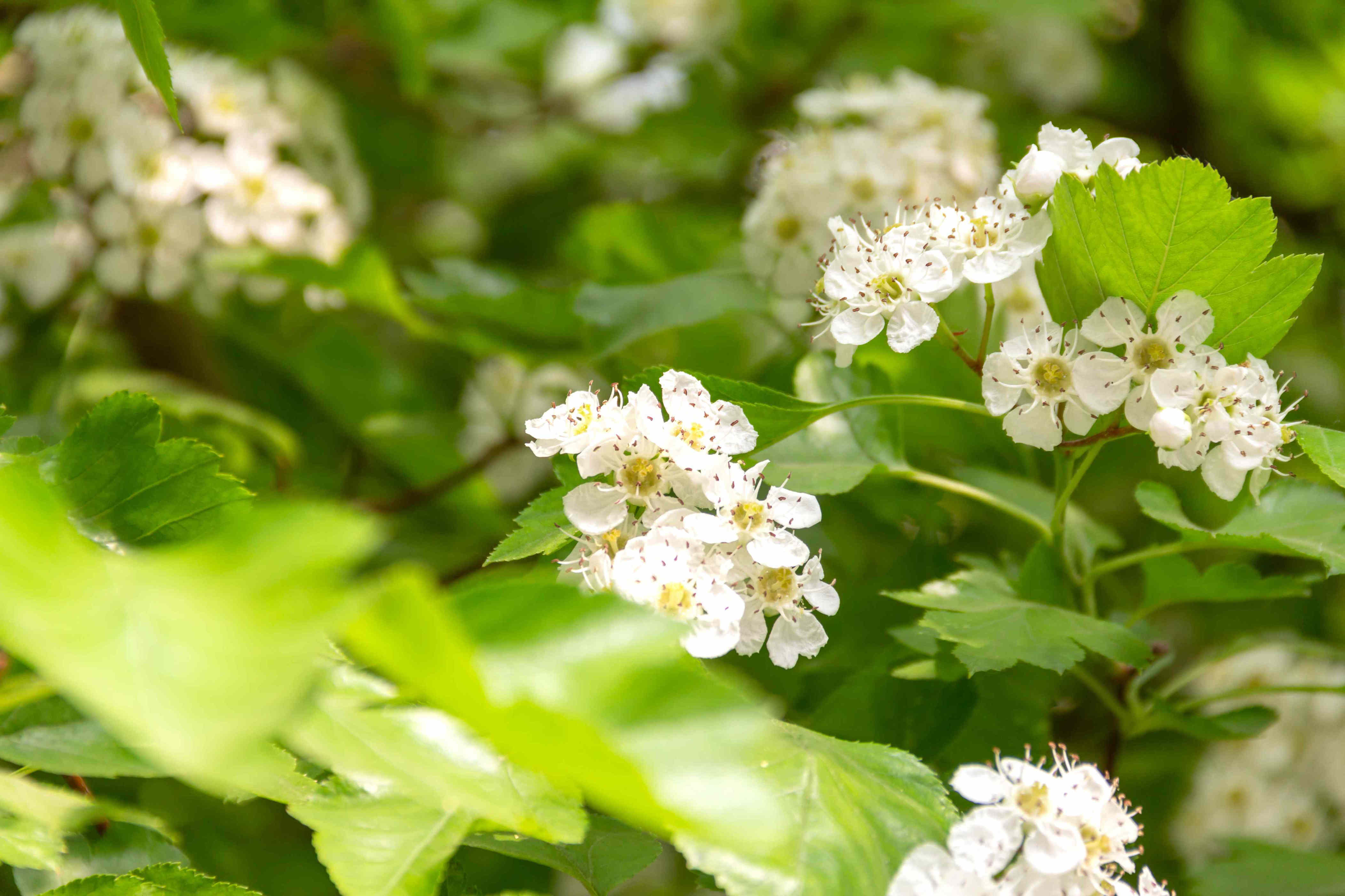 The 12 birth month trees and their meanings—plus, how to grow each one ...