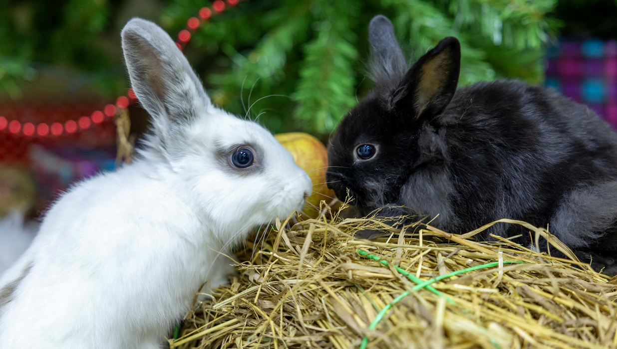 You found a rabbit nest in your yard—experts say what you do next could ...