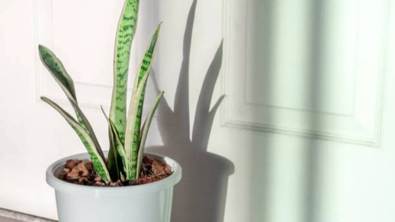 7 air-purifying plants for terrace gardens