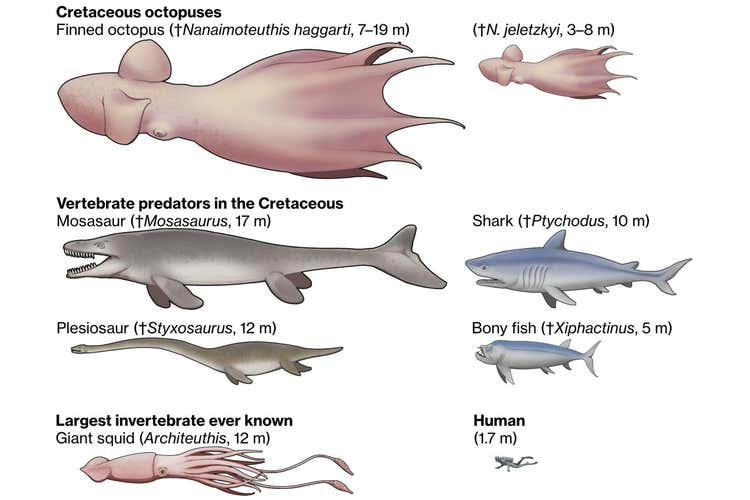 Largest-ever octopus was great white shark of invertebrate predators