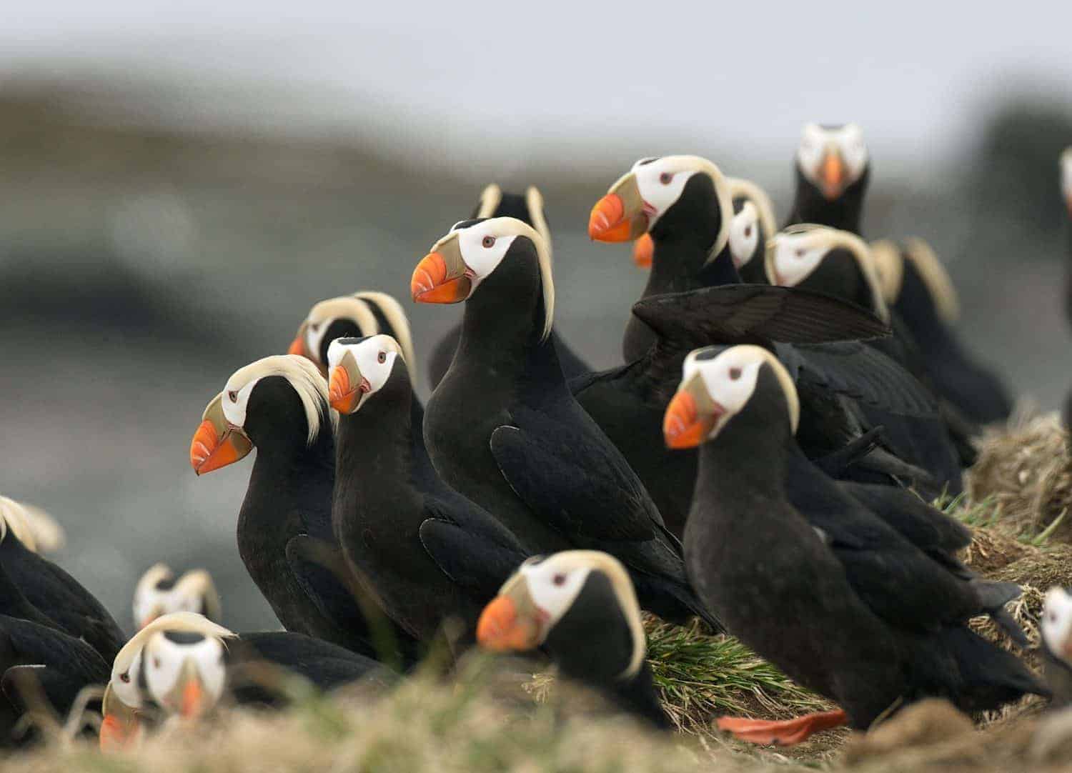 Where to see tufted puffins in Washington before they disappear