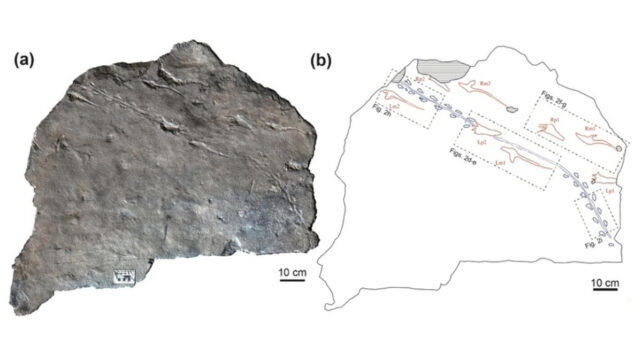 Ancient footprints suggest a flying predator was chasing prey on land