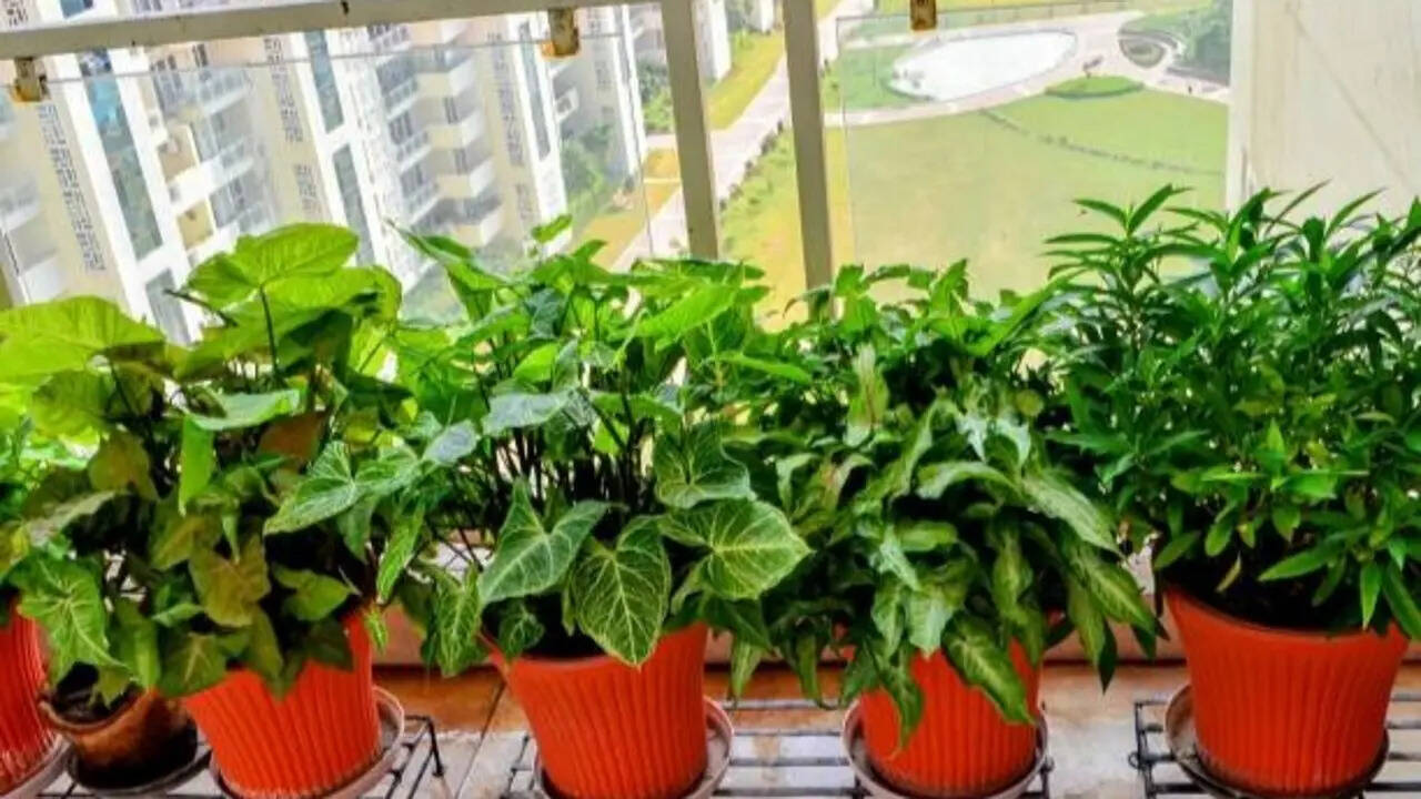 7 air-purifying plants for terrace gardens