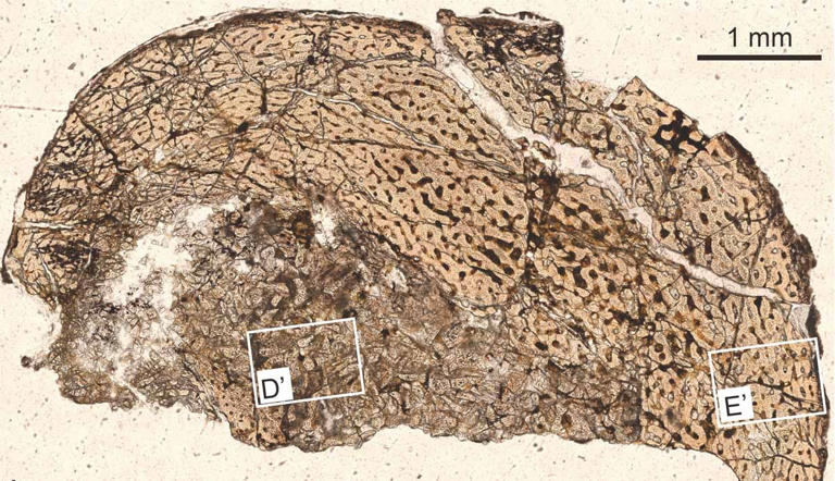 For 20 years, scientists thought these tiny fossils were miniature ...