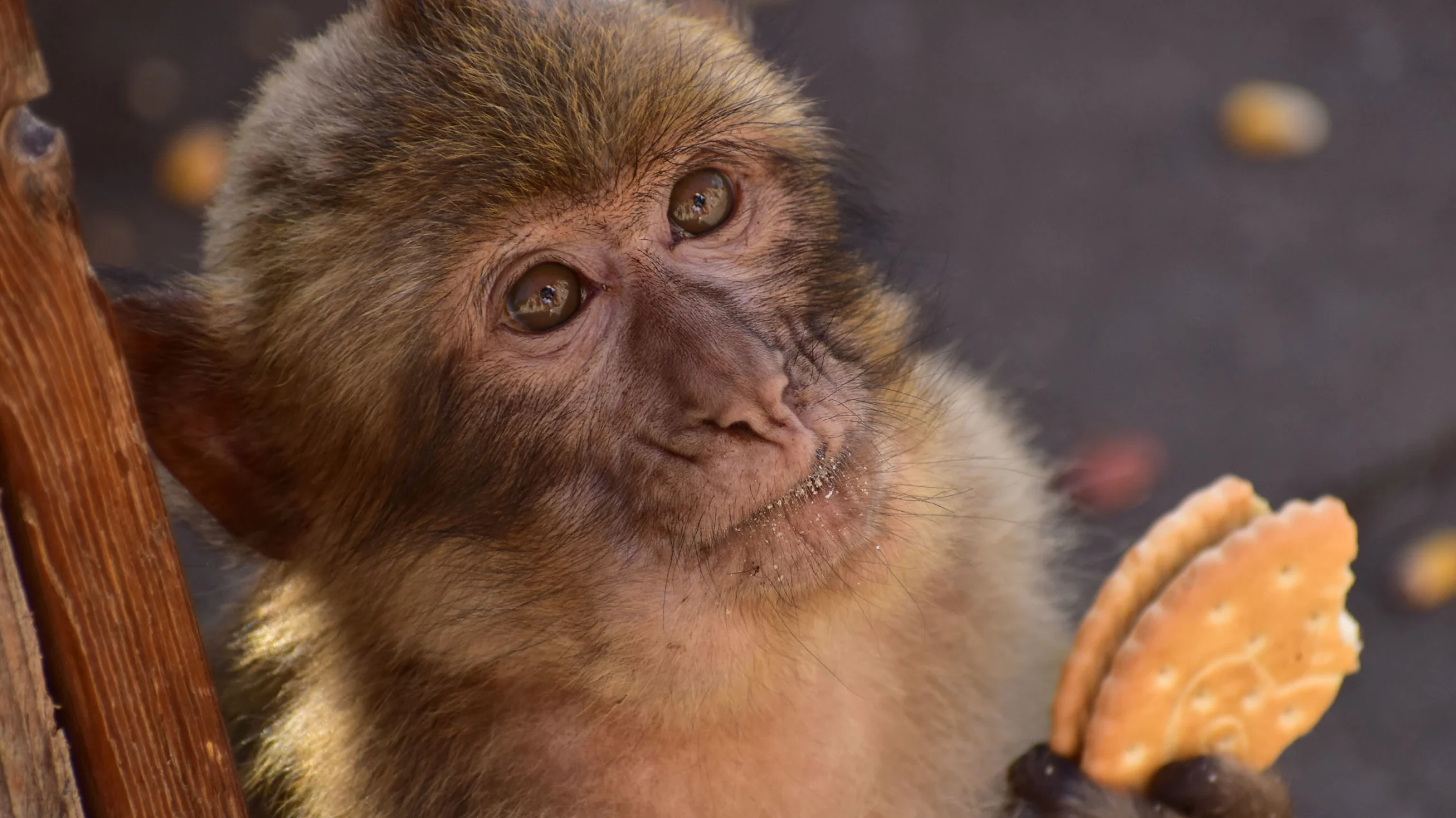 Gibraltar's famous monkeys are eating dirt, likely to alleviate stomach ...