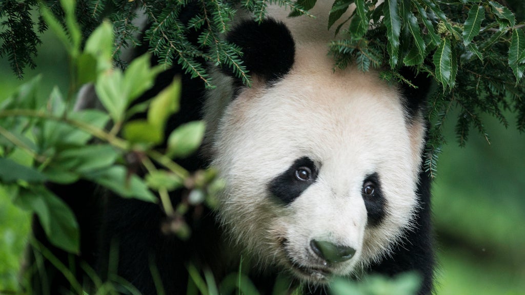 Giant pandas set to return to Zoo Atlanta under new China deal