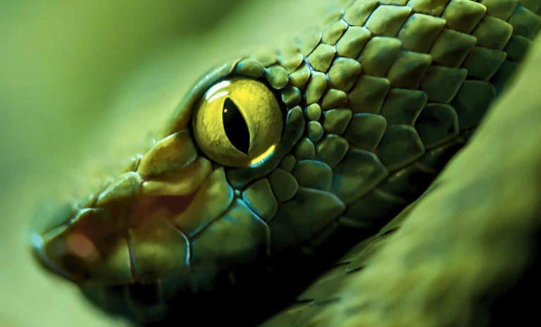 Meet the Huaxi: A deadly new snake species found deep in a Chinese ...