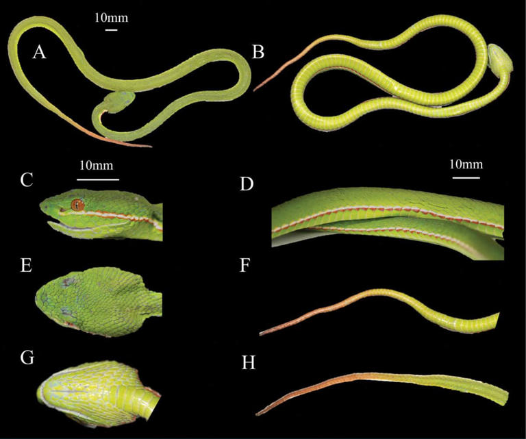 Meet the Huaxi: A deadly new snake species found deep in a Chinese ...