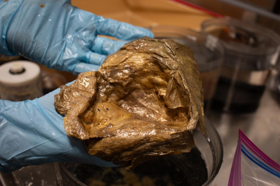 Scientists solve 'golden egg' mystery three years after sparking alien ...