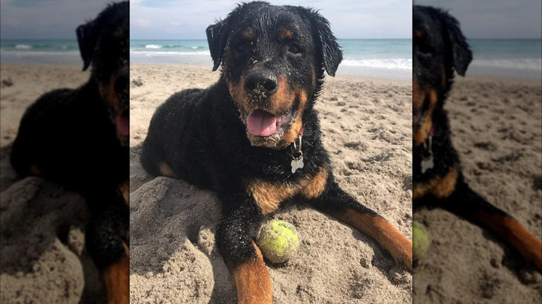 America's top-rated dog beach for 2025 is a leash-free Florida paradise ...